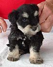 Miniature Schnauzer Breeders, Australia - Dogz Online