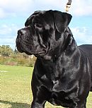 Cane Corso Breeders, Australia - Dogz Online