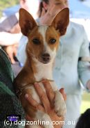 Portuguese Podengo Breeders, Australia - Dogz Online