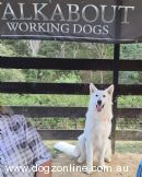 White Swiss Shepherd Breeders, Australia - Dogz Online