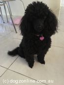 Toy Poodle Breeders, Queensland - Dogz Online