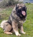Caucasian Shepherd Dog Breeders, Australia - Dogz Online