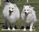 Japanese Spitz Breeders, Australia - Dogz Online