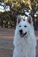 White Swiss Shepherd Breeders, Australia - Dogz Online