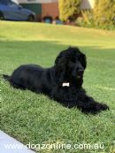Cocker Spaniel Breeders, Western Australia - Dogz Online