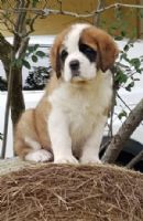 DogzOnline: St Bernard Puppies for Sale, Australia