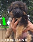 German Shepherd Puppies for Sale, Australia - Dogz Online