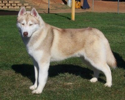 Siberian Husky Profiles and Pedigrees