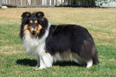 Shetland Sheepdog Breed Information - Dogz Online