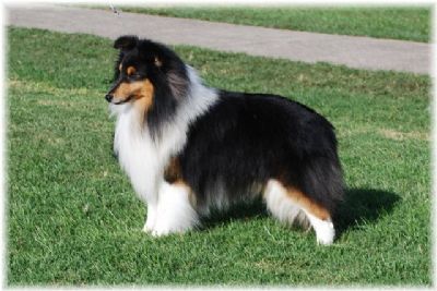Shetland Sheepdog Profiles and Pedigrees