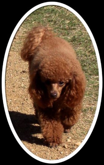 Toy Poodle Breed Information - Dogz Online