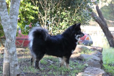Finnish Lapphund Breed Information - Dogz Online
