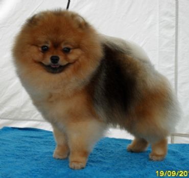 Pomeranian Breed Information - Dogz Online
