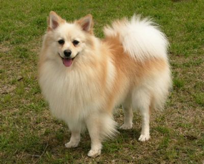 German Spitz (Mittel) Profiles and Pedigrees