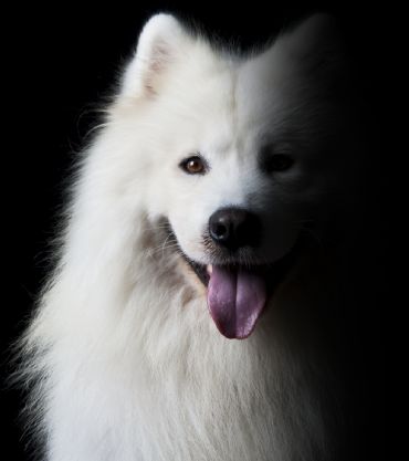 Samoyed Profiles and Pedigrees
