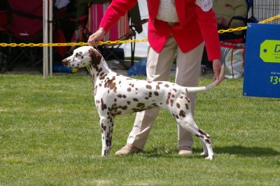 Dalmatian Breed Information - Dogz Online