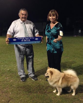 Australian Champion Fyreburst Sic Em Rex - Owned by Di Armstrong