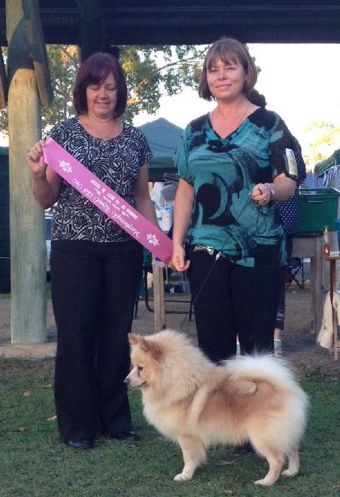 Australian Champion Fyreburst Sic Em Rex - Owned by Di Armstrong