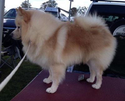 Australian Champion Fyreburst Sic Em Rex - Owned by Di Armstrong