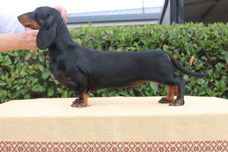 Dachshund Breed Information - Dogz Online