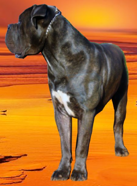 Cane Corso Breed Information - Dogz Online