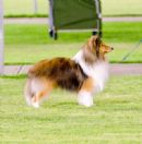 DogzOnline: Showcasing Australia's Pure Bred Dogs