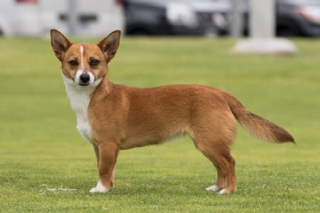 Portuguese Podengo Breed Information - Dogz Online
