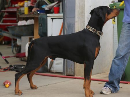 Dobermann Profiles and Pedigrees