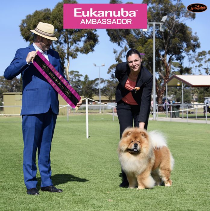 AUSTRALIAN DOG SHOW SCENE PTY LTD (Sat PM) - Show Manager Results