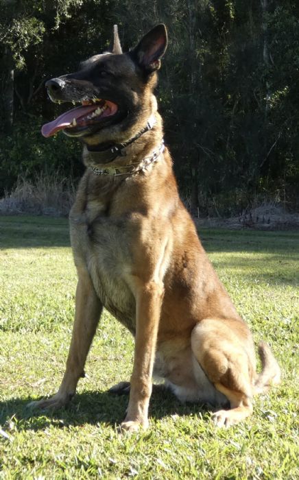Belgian Shepherd Dog - Malinois Profiles and Pedigrees