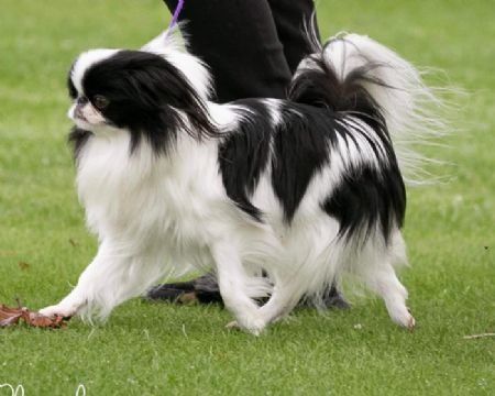 Japanese Chin Profiles and Pedigrees