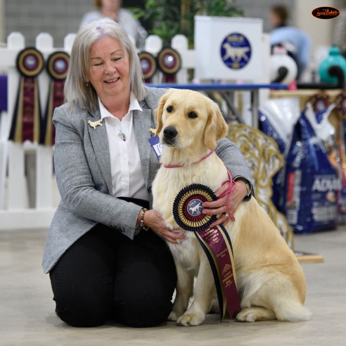Golden Retriever Club of Qld Inc - Show Manager Results
