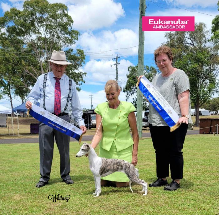 Dogs Queensland Dog Of The Year Committee - Show Manager Results
