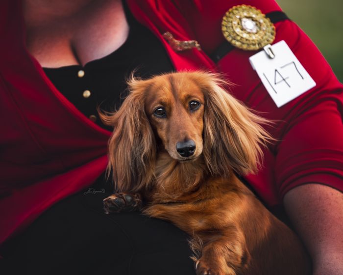 dogs-nsw-northern-region-committee-inland-pm-show-show-manager