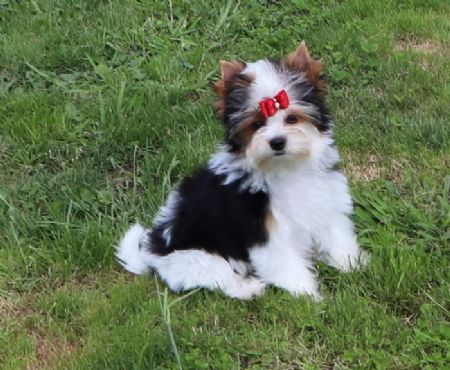 Biewer Terrier Profiles and Pedigrees