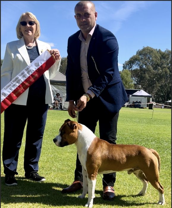 Melbourne Dog Club (AM Show) - Show Manager Results