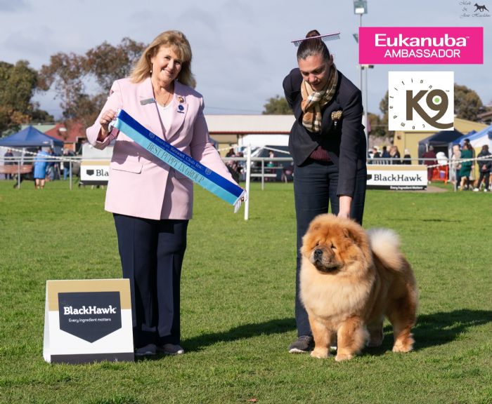 Australian Dog Show Scene Pty Ltd - Show Manager Results