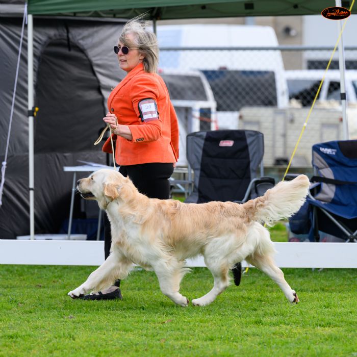 Dogs Victoria KCC Friends of the Park (Proteas - PM Show) - Show ...